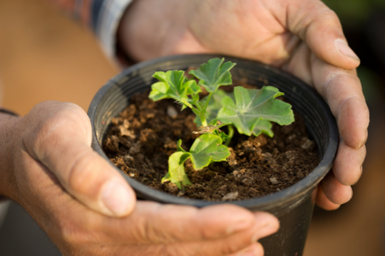 Live Plants - Waxahachie, TX - Boyce Feed and Grain
